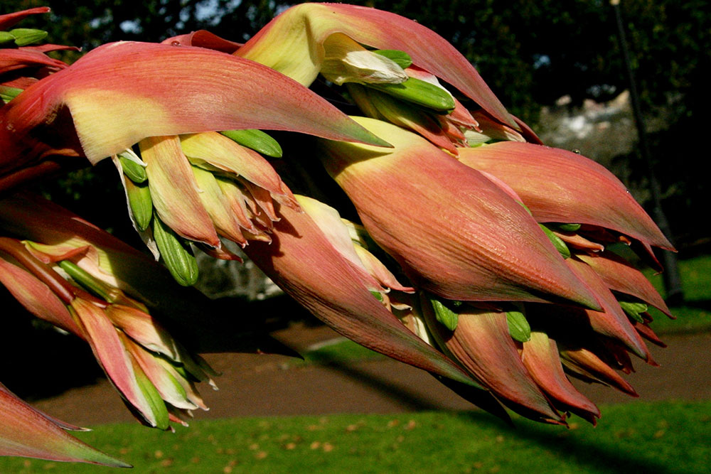 Waterwise Plant Details
