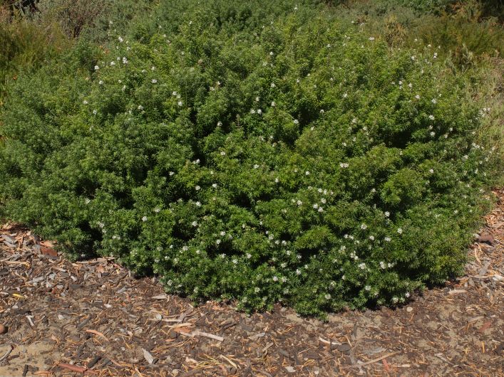 Waterwise Plant Details